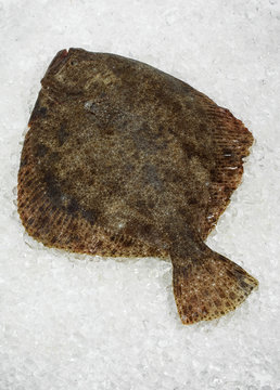 Plattfisch Bilder – Durchsuchen 9,686 Archivfotos, Vektorgrafiken und ...