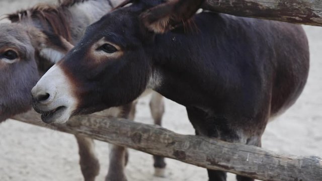 Burros Billeder – Gennemse 2,159 stockfotos, vektorer og videoer ...