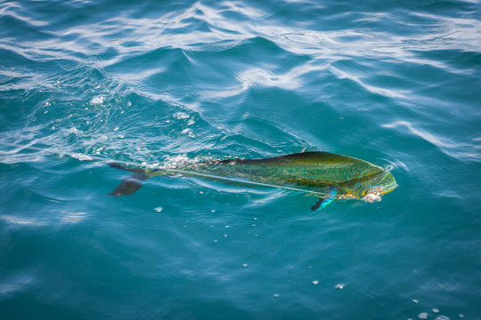 รูปภาพHochseefischen – เลือกดูภาพถ่ายสต็อก เวกเตอร์ และวิดีโอ196 ...