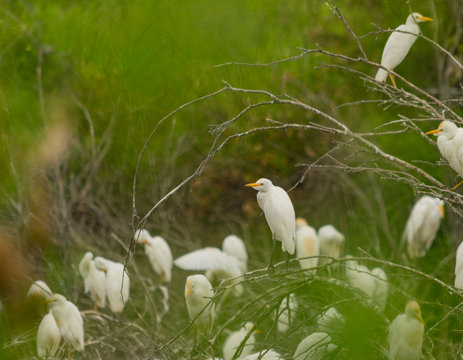 Imágenes de Garsa: descubre bancos de fotos, ilustraciones, vectores y ...