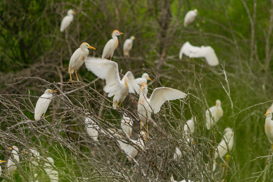 Garsa Imagens – Procure 41 fotos, vetores e vídeos | Adobe Stock