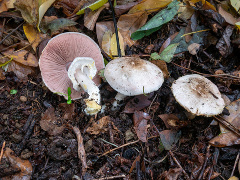 agaricus xanthodermus