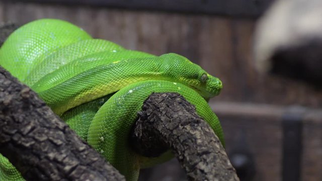 "Green Python"-Bilder: Stock-Fotos & -Videos. | Adobe Stock