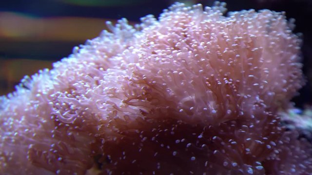 Corallimorph Bilder – Durchsuchen 155 Archivfotos, Vektorgrafiken und ...