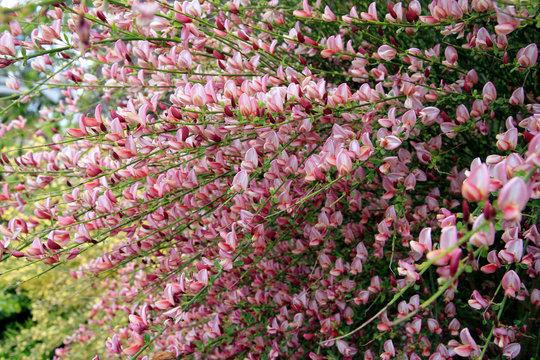 「Genista」の画像 - 4,190 件の Stock 写真、ベクターおよびビデオ | Adobe Stock