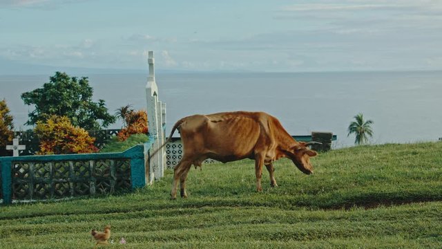 Vanuatu Cattle Images – Browse 76 Stock Photos, Vectors, and Video ...