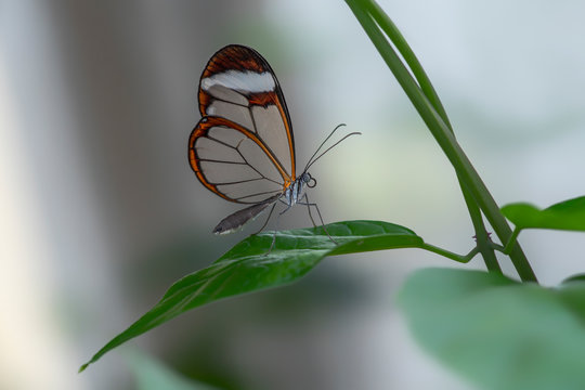 รูปภาพGlasswing – เลือกดูภาพถ่ายสต็อก เวกเตอร์ และวิดีโอ1,021 | Adobe Stock