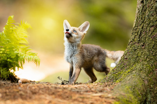 ViewBug photos, images, assets | Adobe Stock