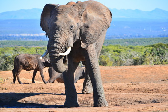 Pachiderma Images – Parcourir 820 le catalogue de photos, vecteurs et ...