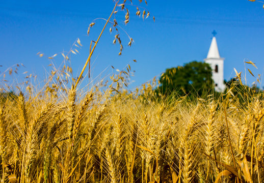 Afbeeldingen over "Wheat Farm" – Blader in stockfoto's, vectoren en ...