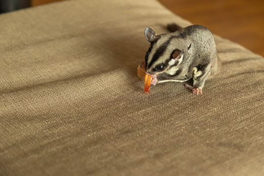 74 BEST Patagium IMAGES, STOCK PHOTOS & VECTORS | Adobe Stock