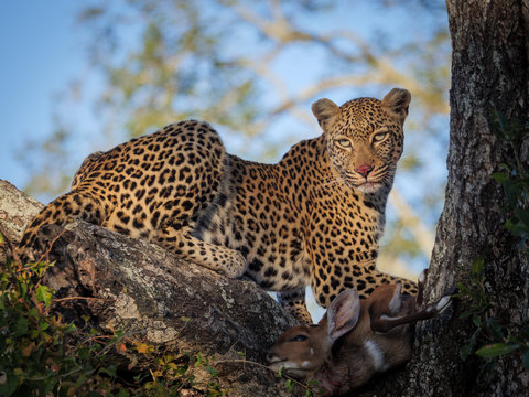 Imagens de Feliform – Explore Fotografias do Stock, Vetores e Vídeos de ...