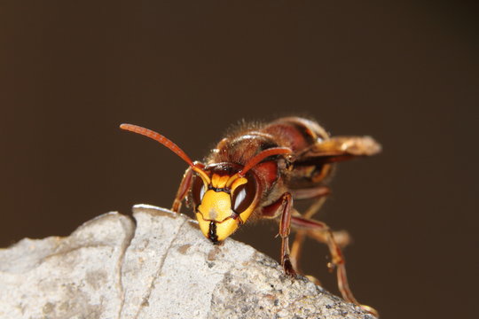 รูปภาพCalabrone – เลือกดูภาพถ่ายสต็อก เวกเตอร์ และวิดีโอ379 | Adobe Stock