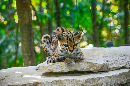 รูปภาพOcelote – เลือกดูภาพถ่ายสต็อก เวกเตอร์ และวิดีโอ113 | Adobe Stock