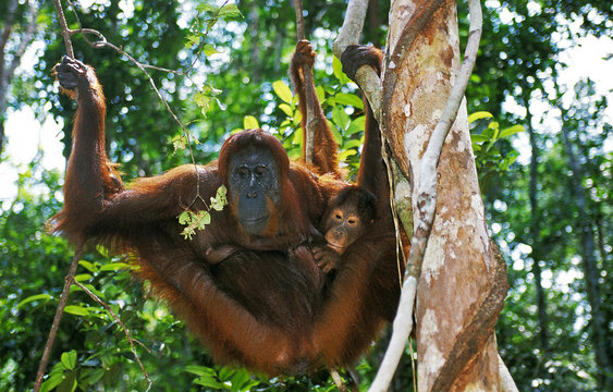 Pongo Images – Browse 5,838 Stock Photos, Vectors, and Video | Adobe Stock