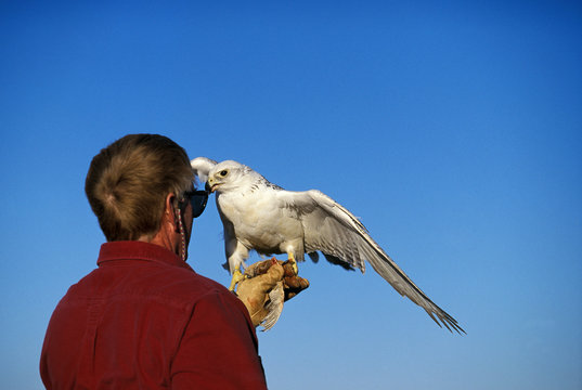 Gerfaut Images – Browse 39 Stock Photos, Vectors, and Video | Adobe Stock