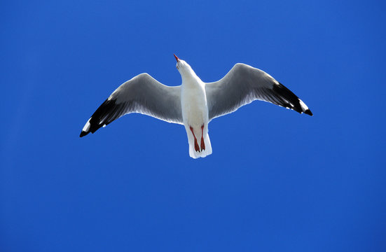 「Pacificus」の写真素材 | 728件の無料イラスト画像 | Adobe Stock