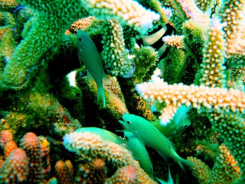 Hochsee-Fischerei Bilder – Durchsuchen 26,843 Archivfotos ...