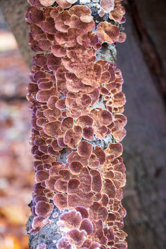 Schamm Bilder – Durchsuchen 10,448 Archivfotos, Vektorgrafiken und ...