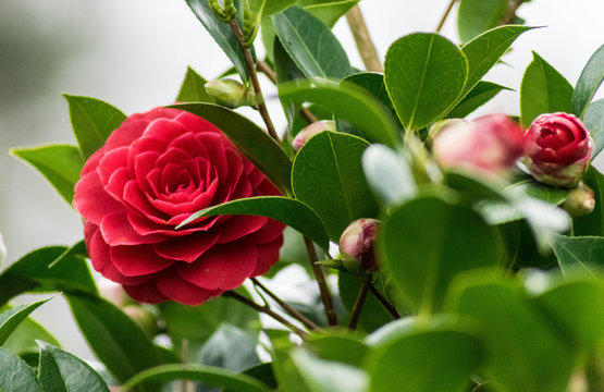 รูปภาพRoman_De_La_Rose – เลือกดูภาพถ่ายสต็อก เวกเตอร์ และวิดีโอ480 ...