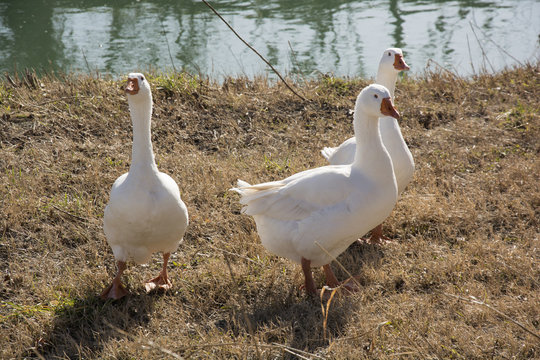 รูปภาพOche – เลือกดูภาพถ่ายสต็อก เวกเตอร์ และวิดีโอ1,029 | Adobe Stock
