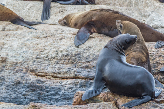 Hippolyte Images – Parcourir 341 le catalogue de photos, vecteurs et ...