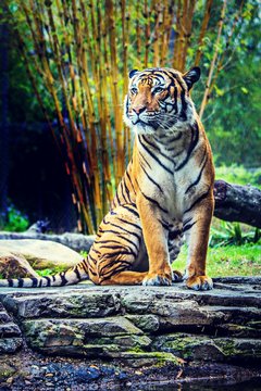 Tigress Images – Browse 15,690 Stock Photos, Vectors, and Video | Adobe ...
