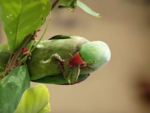 Alexandersittich Bilder – Durchsuchen 1,114 Archivfotos, Vektorgrafiken ...