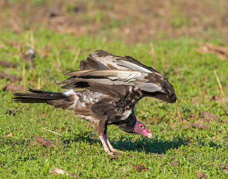 Aasgeier Bilder – Durchsuchen 6,098 Archivfotos, Vektorgrafiken und ...