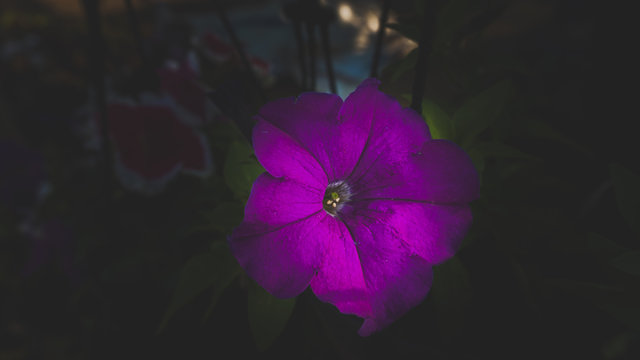 Galgota Images – Browse 41 Stock Photos, Vectors, and Video | Adobe Stock