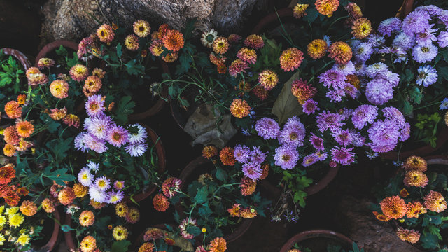 Galgota Images – Browse 41 Stock Photos, Vectors, and Video | Adobe Stock