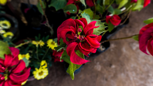 Galgota Images – Browse 41 Stock Photos, Vectors, and Video | Adobe Stock