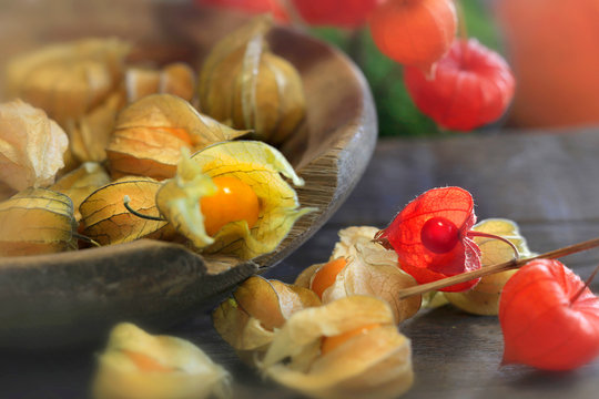 「Judenkirsche」の写真素材 | 382件の無料イラスト画像 | Adobe Stock