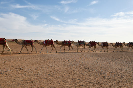 Camelid bilder – Bläddra bland 14,915 stockfoton, vektorer och videor ...