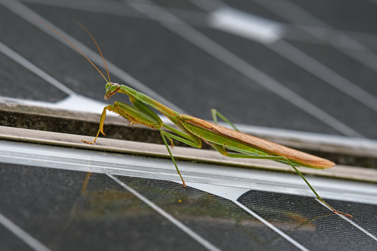Praying-Mantis Images – Browse 61 Stock Photos, Vectors, and Video ...
