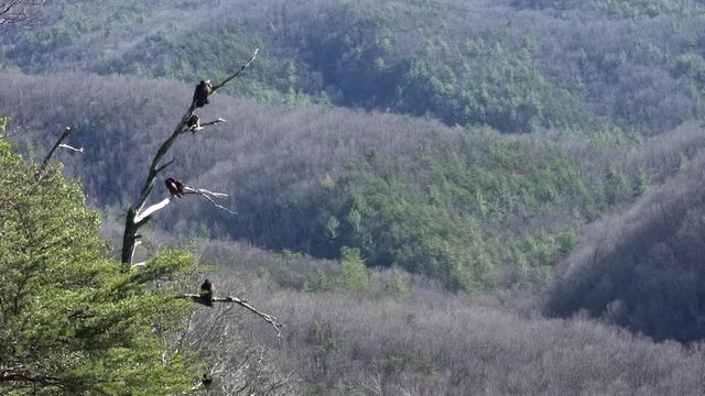 Imagens de Hawks – Explore Fotografias do Stock, Vetores e Vídeos de ...