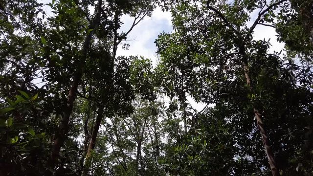 Piai Images – Browse 37 Stock Photos, Vectors, and Video | Adobe Stock