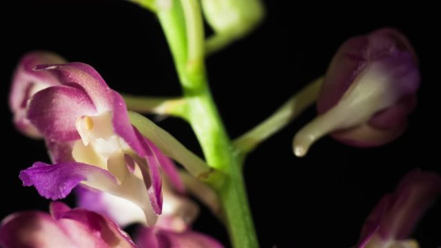 Rhynchovanda Images – Browse 134 Stock Photos, Vectors, and Video ...