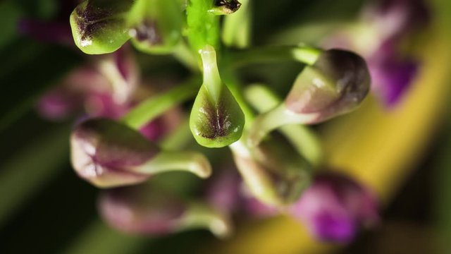 รูปภาพRhynchovanda – เลือกดูภาพถ่ายสต็อก เวกเตอร์ และวิดีโอ118 | Adobe ...