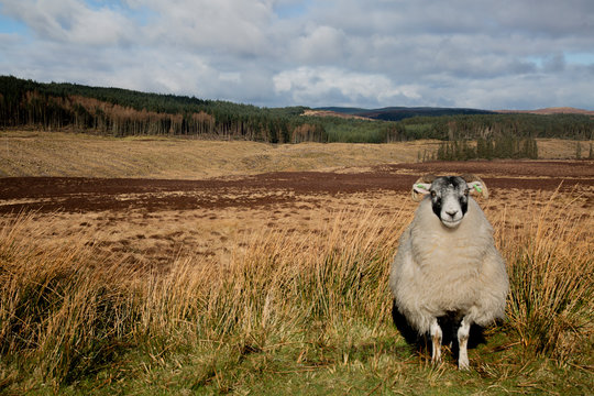 "Smiling Sheep" Images – Browse 30 Stock Photos, Vectors, and Video ...