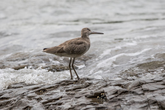 "Willet Bird" Images – Browse 11 Stock Photos, Vectors, and Video ...