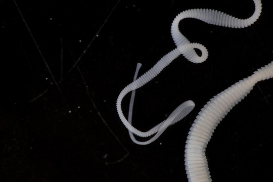 Tapeworm Rash