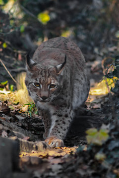 Linx Images – Parcourir 301 le catalogue de photos, vecteurs et vidéos ...