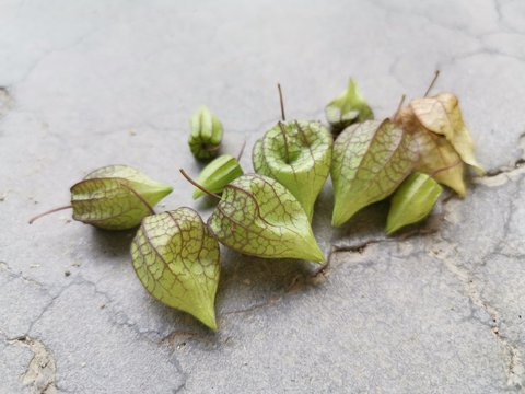 Anguleuse Images – Parcourir 682 le catalogue de photos, vecteurs et ...