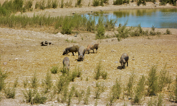 Gorrino Bilder – Durchsuchen 114 Archivfotos, Vektorgrafiken und Videos ...
