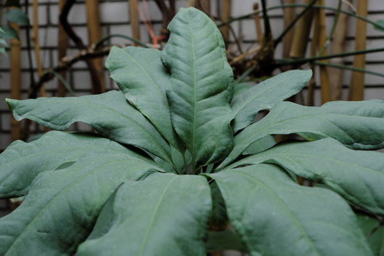 Barbadine Images – Parcourir 316 le catalogue de photos, vecteurs et ...