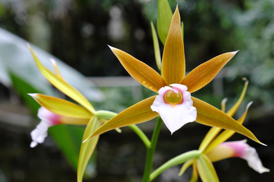 Phaius 이미지 – 찾아보기 103 스톡 사진, 벡터 및 비디오 | Adobe Stock