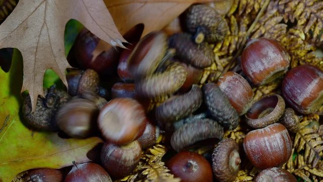 Acorn Forest Images – Browse 112,451 Stock Photos, Vectors, and Video ...