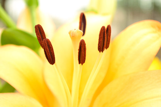 Pistilo Bilder – Durchsuchen 1,148 Archivfotos, Vektorgrafiken und ...