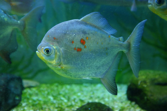 Myleus Images – Browse 39 Stock Photos, Vectors, and Video | Adobe Stock